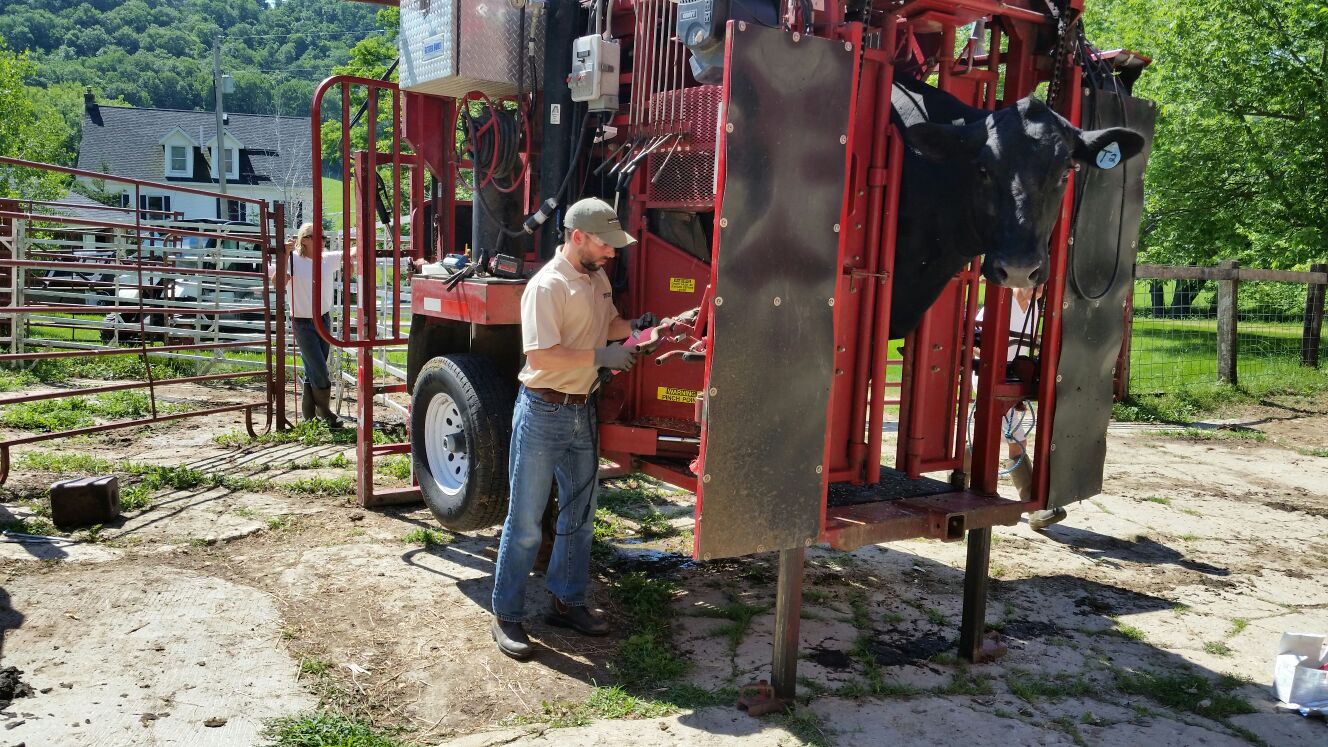 Cow Hoof Trimming - Agri Trim High-Quality Hoof Trimming Treatment